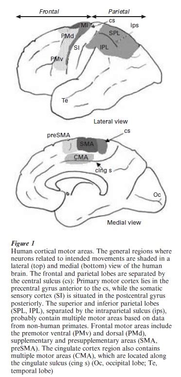 Neural Representations Of Movement Research Paper Iresearchnet