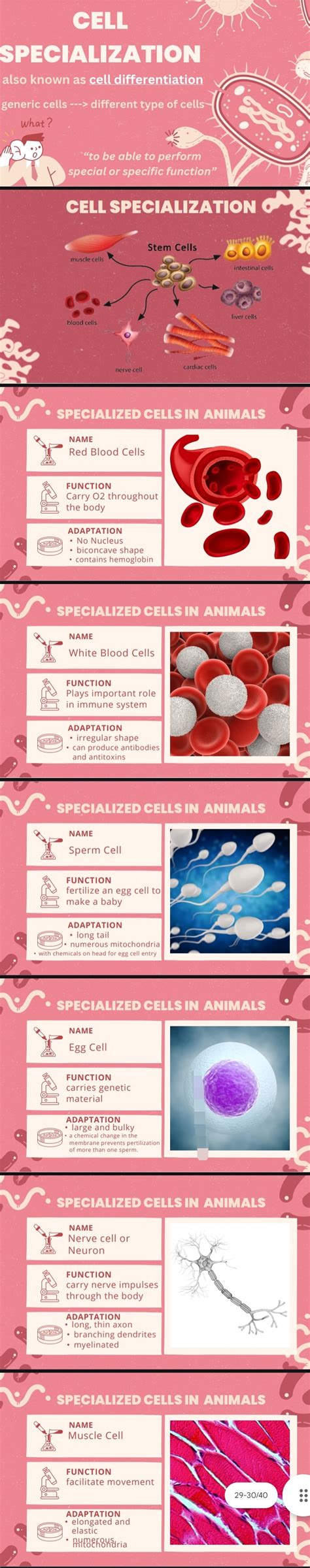 What Is Cell Specialization And What Are Some Examples Of Specialized