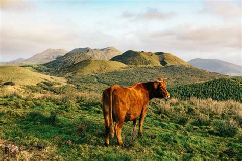 Île Pico Sorties en Jeep et 4x4 le MEILLEUR de 2024 Annulation GRATUITE GetYourGuide