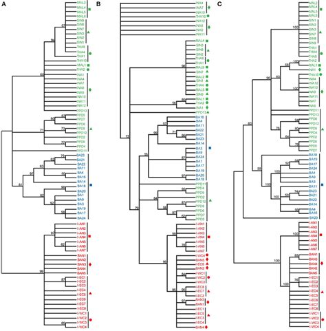 phylogenetic analysis based on the d loop region d loop sequences from
