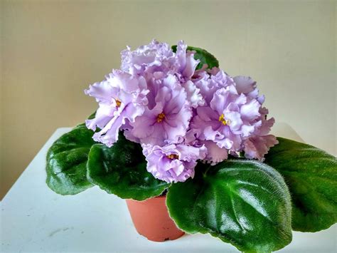 ФИАЛКИ В БЕЛАРУСИ, СТРЕПТОКАРПУСЫ В БЕЛАРУСИ ЦЕНА, СТРЕПТОКАРПУСЫ В ...