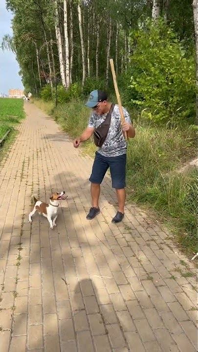 Живчик Youtube