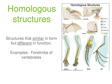 Examples Of Homologous Structures Are