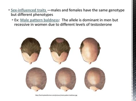 Inheritance Patterns And Human Genetics Ppt Download