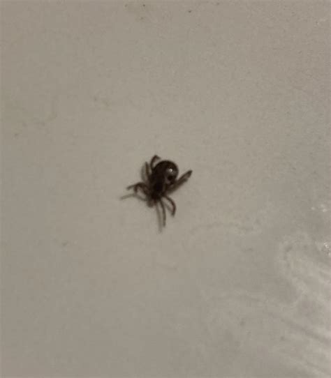 What Kind Of Tick R Whatsthisbug