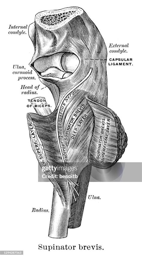 Supinator Brevis High Res Vector Graphic Getty Images