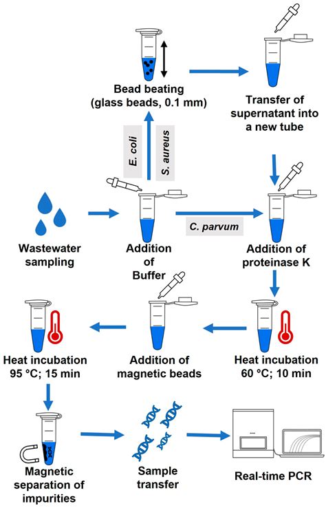 Bacteria Genomic Dna Extraction Protocol At Phyllis Lange Blog