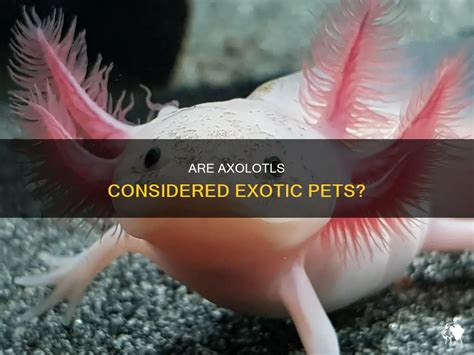 Are Axolotls Considered Exotic Pets PetShun