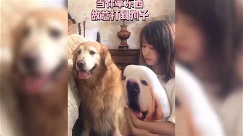 盘点宠物迷惑行为，狗生第一次感受到失重，这一脸惊恐的表情 Youtube