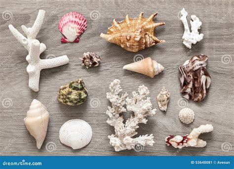 Collection Of Sea Shells Stock Image Image Of Assorted 53640081