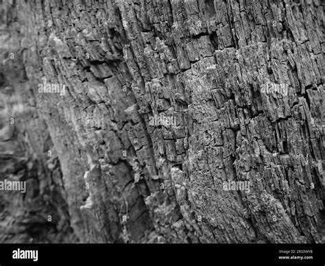 Black And White Photo Of Worn Tree Bark Stock Photo Alamy