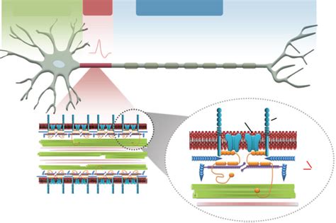 Neurons And Glia Diagram Quizlet