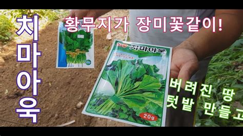 주말농장 도시텃밭 황무지가 장미꽃같이 아욱 심기 아욱 수확 Youtube