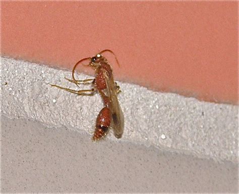 Small Red Wasp Chyphotes Bugguidenet