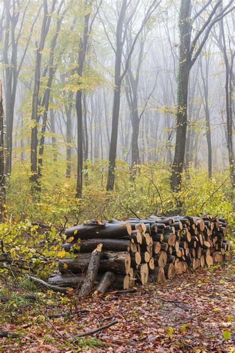 Illegal Felling Of Trees In A Nature Park Stock Image Image Of