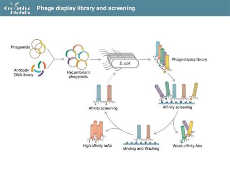 Phage Display Technology Creative Biolabs