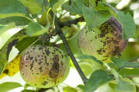 8 Common Apple Tree Diseases And Basic Preventative Tips