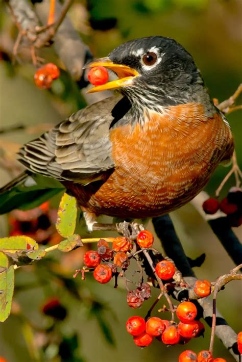 American Robin American Bird Conservancy