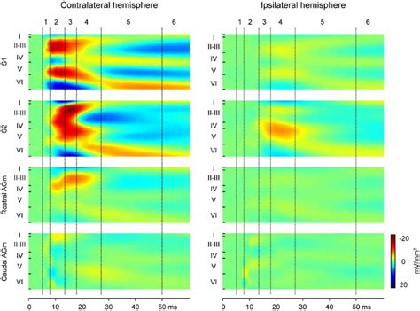 Current Source Density Analysis Of Intracortical Responses To Whisker Download Scientific