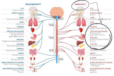 Nervous And Digestive System Abba Humananatomy