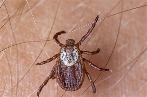 Navigating Florida Tick Season Excel Pest Service