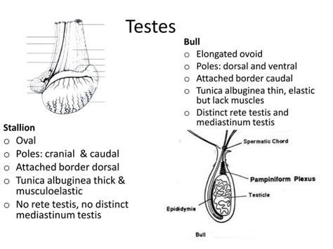 Veterinary Anatomy Of Male And Female Genital System Lectures Together And Specie Difference