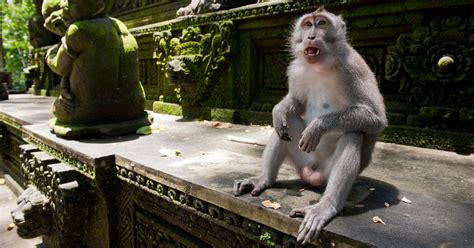 Some Monkeys Use Stone Tools For Pleasure Study Suggests The New York Times