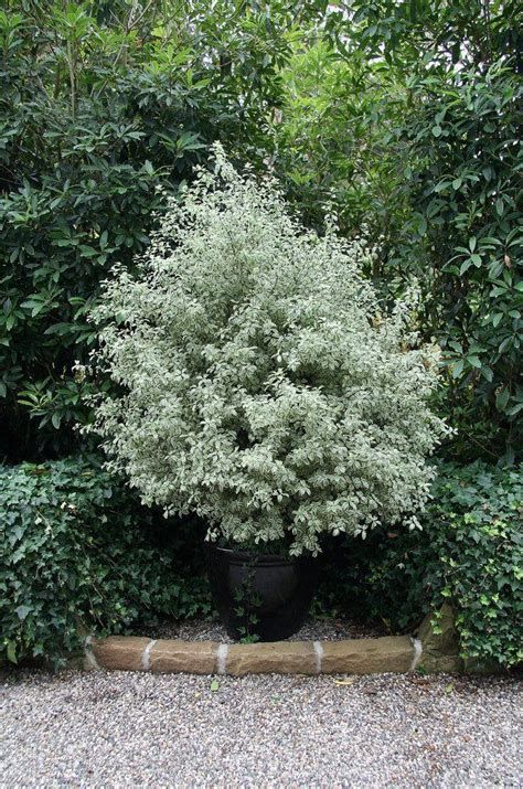 Silver Sheen Planting Guide At Susan Cochrane Blog