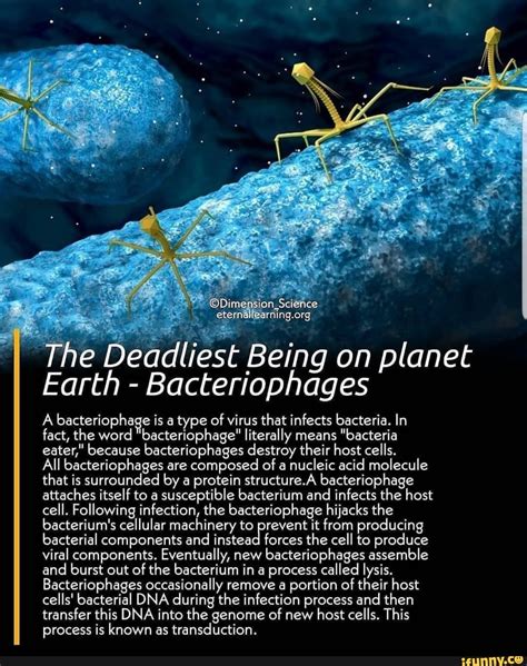 E Deadliest Being On Planet Earth Bacterophages A Bacteriophage Is A