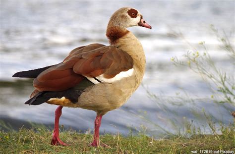 Nilgans Alle Infos über Den Faszinierenden Wasservogel