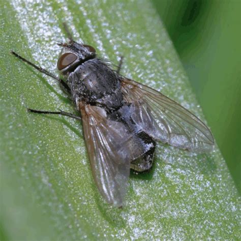 Cluster Fly 7e Pest Solutions