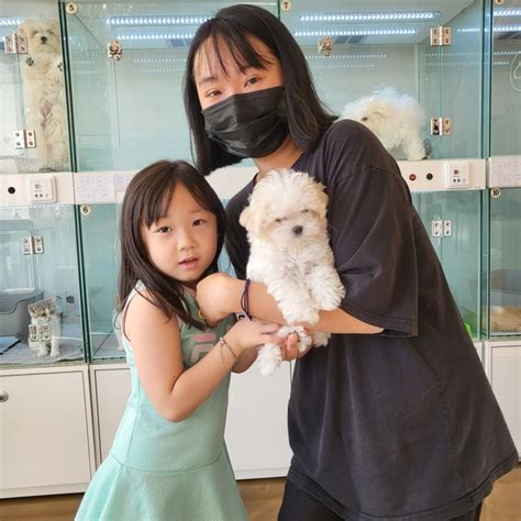 분양후기 06 30 말티즈 분양후기 유어펫 공식사이트 강아지분양고양이분양