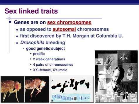 Ch 14 15 Mendelian Genetics Review And Chromosomes Ppt Download
