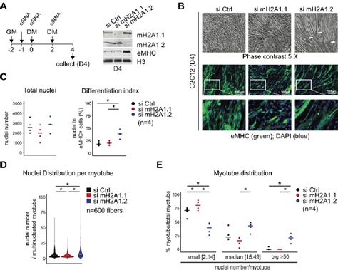 Figure 1 From The Histone Variant Macroh2a1 Regulates Key Genes For Myogenic Cell Fusion In A