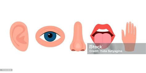 오감 청각 시력 냄새 맛 촉각 귀 눈 코 혀가있는 입 손 인간의 감각 기관이 설정됩니다 벡터 일러스트 레이 션 5가지 개체에 대한 스톡 벡터 아트 및 기타 이미지 Istock