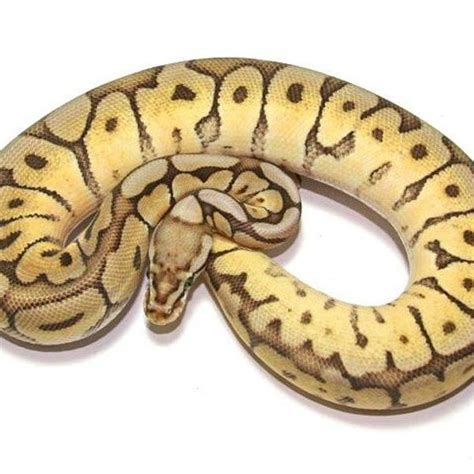 Banana Ball Python For Sale Affordable Prices And Expert Care Tips