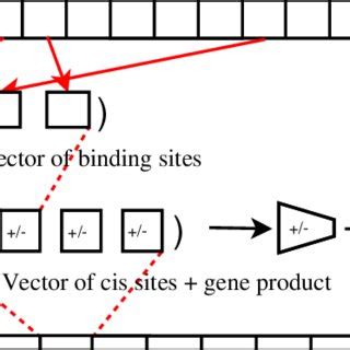Schematic Of The Boolean Genetic Regulatory Network Model Download Scientific Diagram