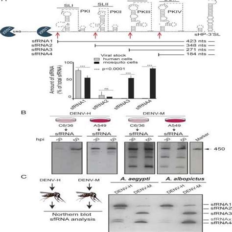 Dengue Virus Genomic Variation Associated With Mosquito Adaptation Download Scientific Diagram