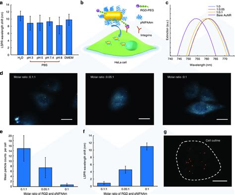 Optimization Of Molar Ratio Between Arg Gly Asp Rgd Peptides And Download Scientific Diagram