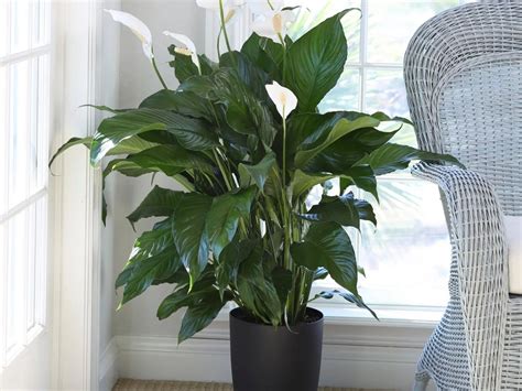 Can Peace Lily Help With Allergies Home Based Air Cleaning Plants
