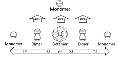 Self Association And Dissociation Of B Lg A Under Different Ph And