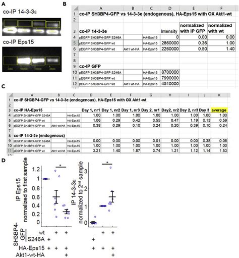 Densitometry Of Immunoblot Data For Semi Quantitative Analysis A