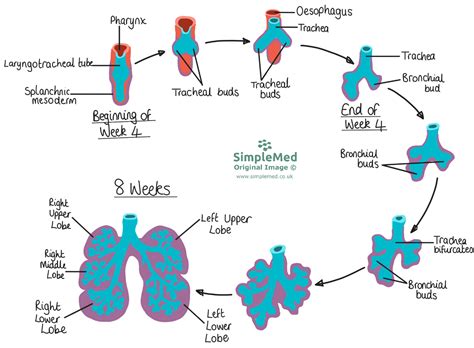 Development Of The Respiratory System Terminal Sac 48 OFF