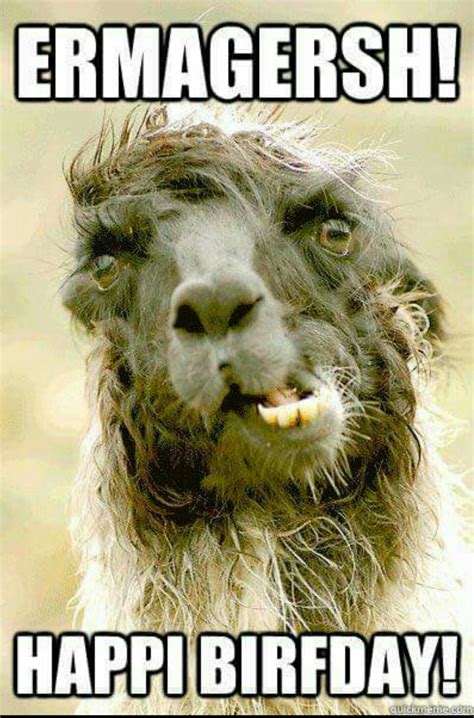 Llama Happy Birthday Meme Memestund