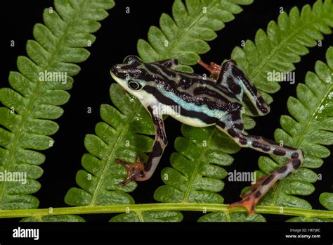 Elegant Stubfoot Toad Atelopus Elegans Native To South America Stock