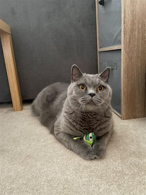 Aint Nobody Touching His Catnip Mouse Rbritishshorthair