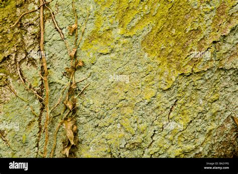 Lichen Tree Trunk Hi Res Stock Photography And Images Alamy