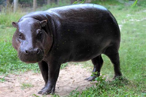 52 Pygmy Hippopotamus Profile Facts Diet Habitat Traits Hippo Haven