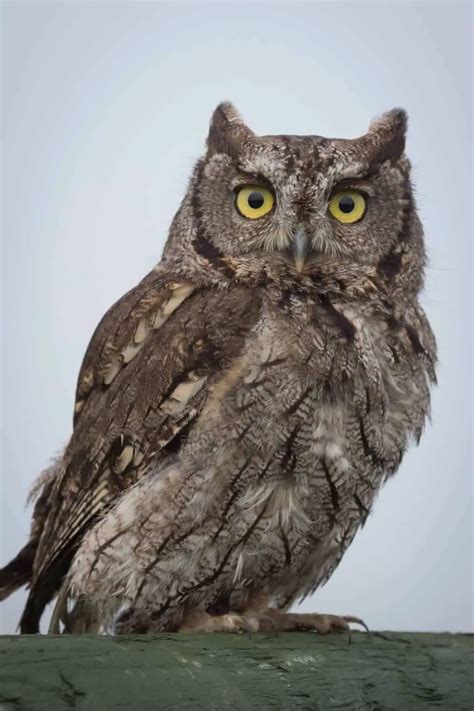 Owls In Arizona 13 Species With Pictures Wild Bird World