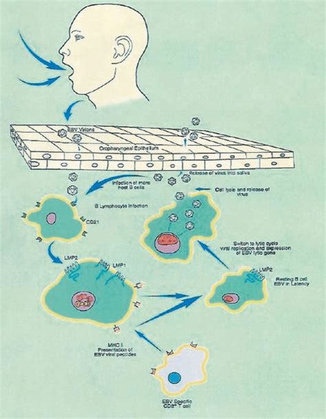 2 The Life Cycle Of Ebv Thompson And Kurzrock 2004 Download